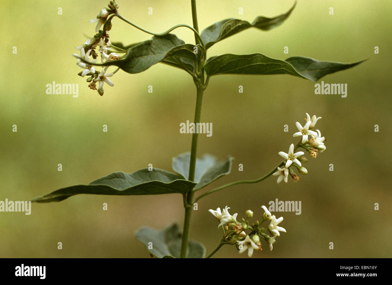 white swallow-wort (Vincetoxicum hirundinaria, Cynanchum vicentoxicum ...