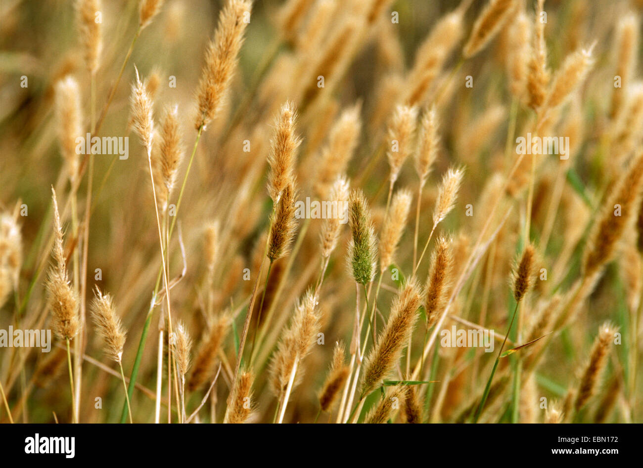 Annual beard grass, Annual rabbitsfoot grass (Polypogon monspeliensis ...