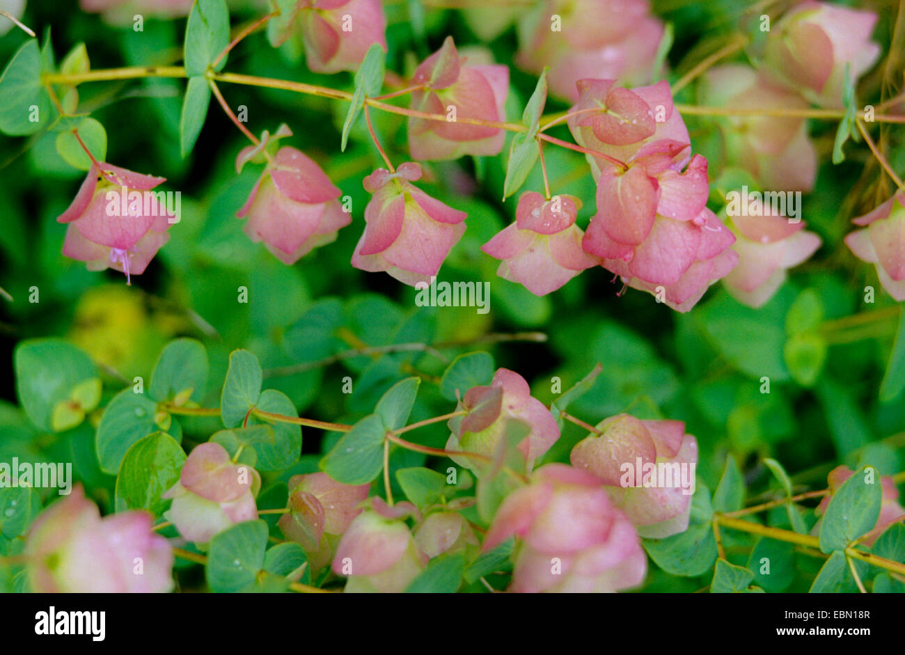 Kent Beauty Oregano (Origanum rotundifolium 'Kent Beauty', Origanum ...