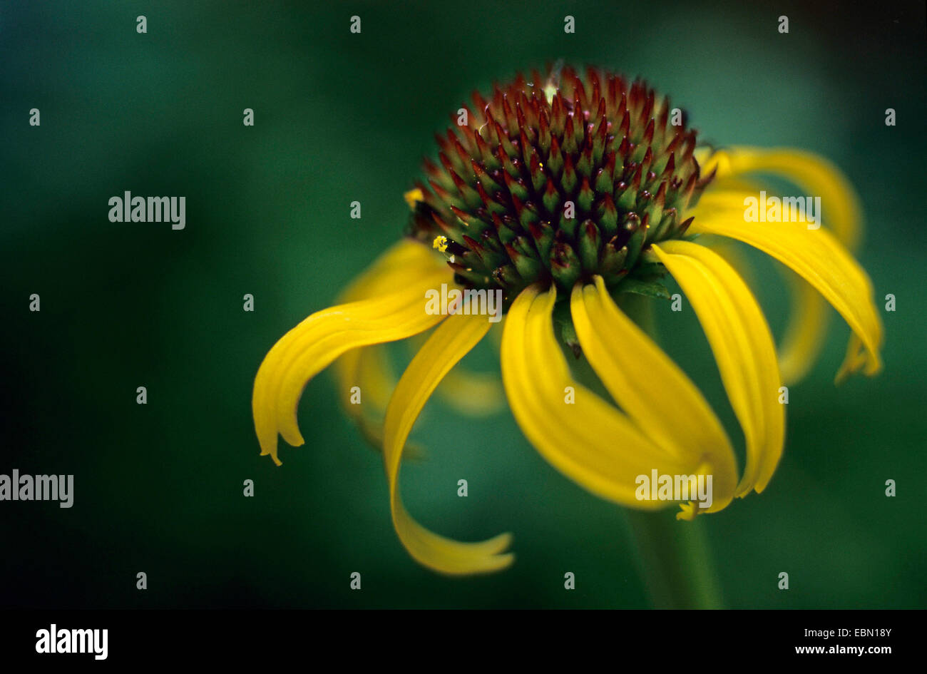 Echinacea paradoxa hi-res stock photography and images - Alamy