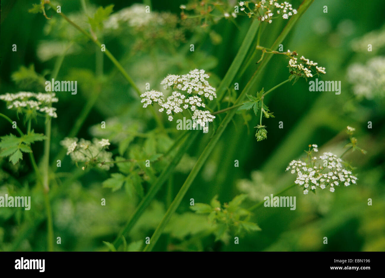 lesser water-parsnip, wild parsnip (Berula erecta), blooming Stock ...