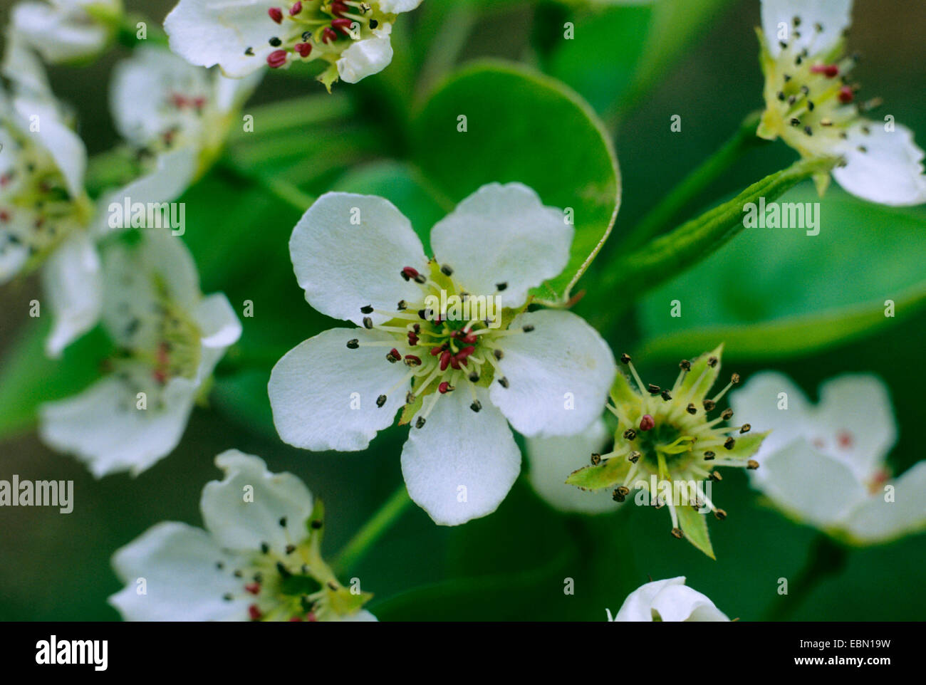 Almond leaved pear pyrus spinosa hi-res stock photography and images ...