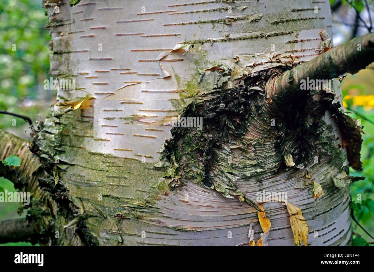 Japanese White Birch (Betula platyphylla), trunk Stock Photo - Alamy