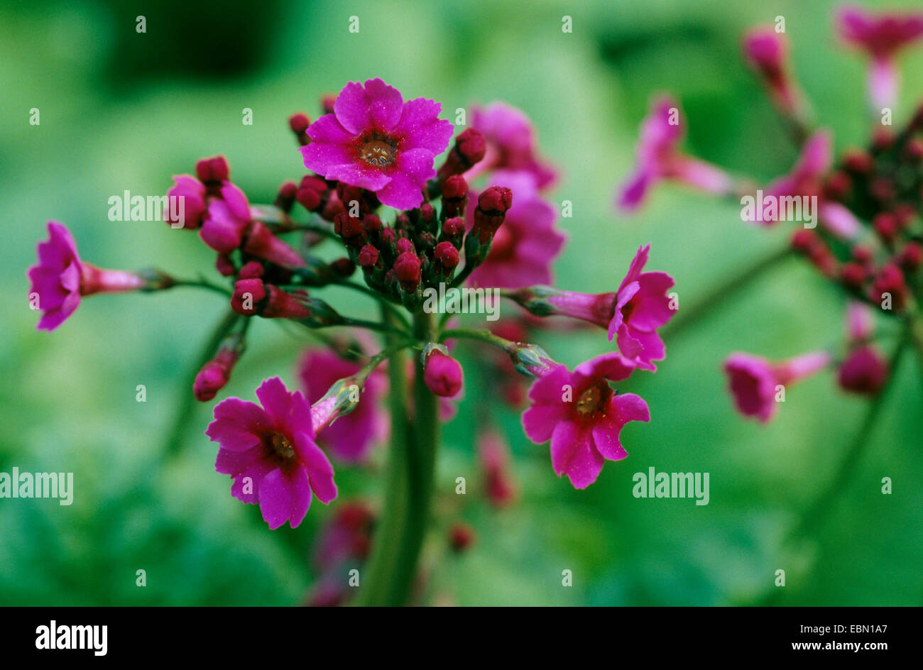 Japanese primrose (Primula japonica), inflorescence Stock Photo - Alamy