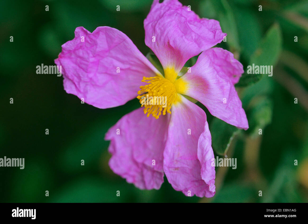 pink rock rose (Cistus villosus tauricus, Cistus incanus tauricus ...