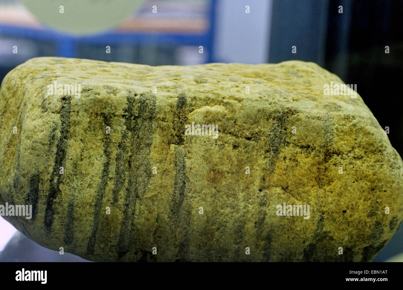 Skolithos linearis from Cambrian Stock Photo - Alamy