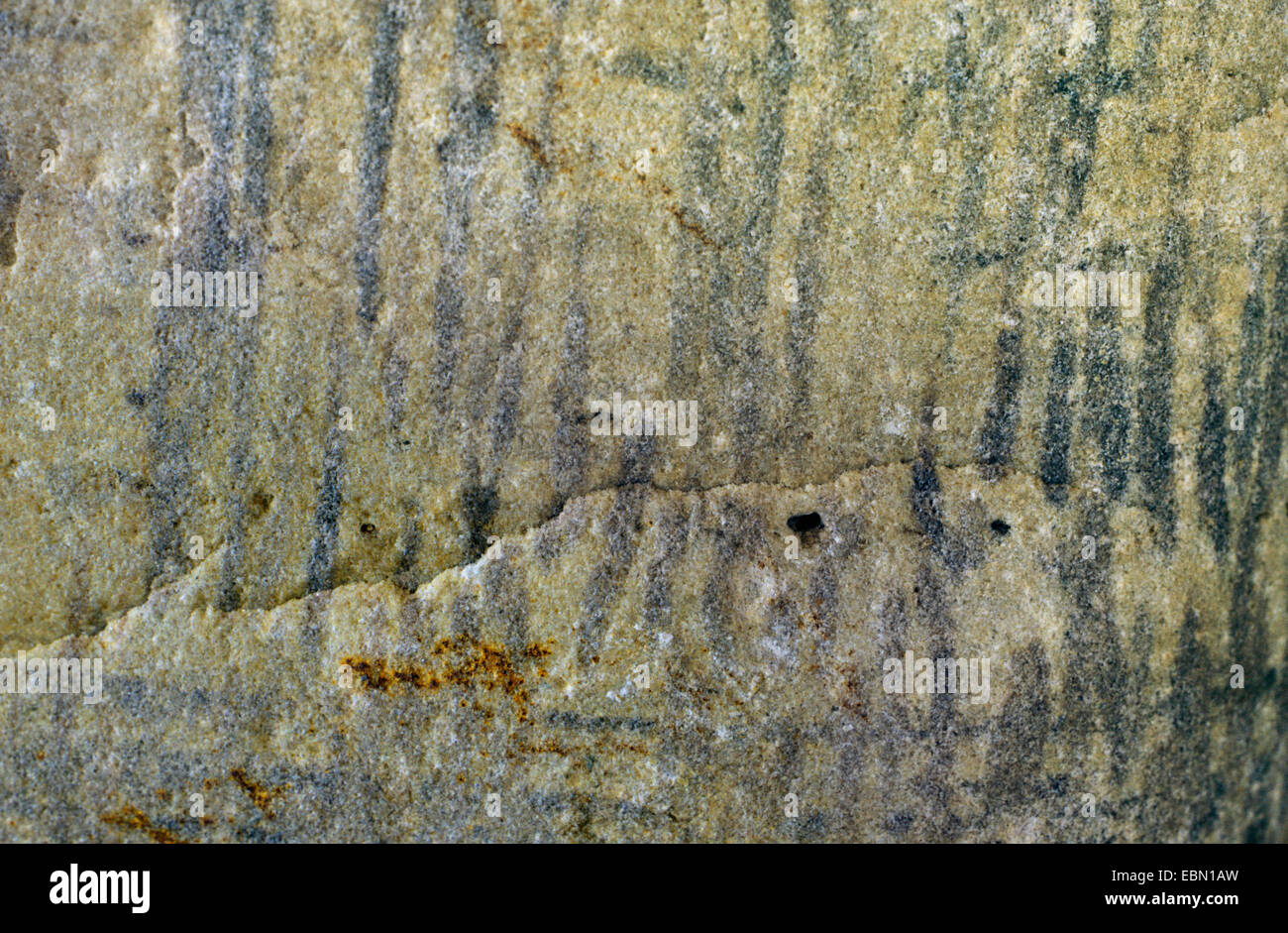 Skolithos linearis from Cambrian Stock Photo - Alamy