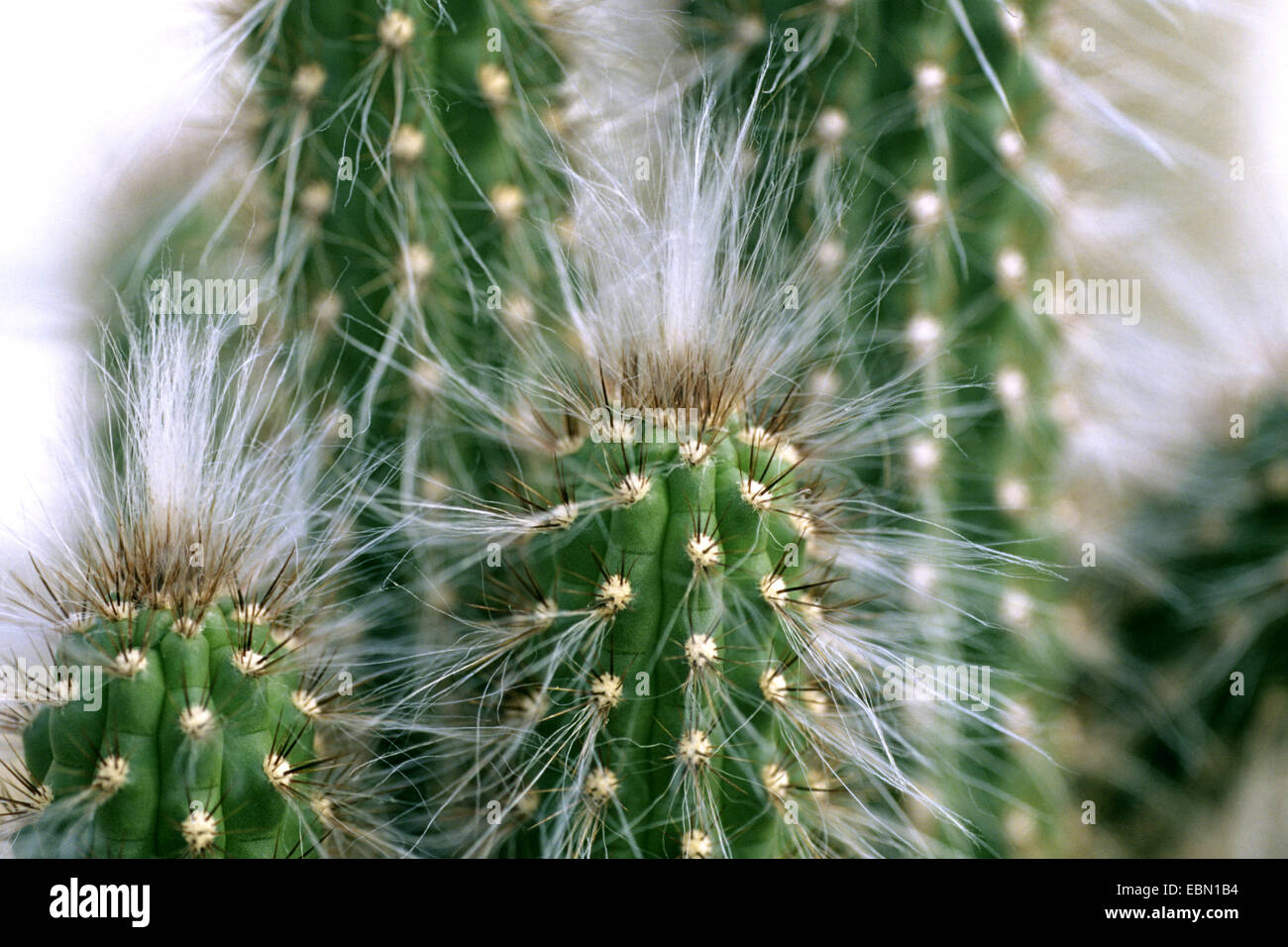 Oreocereus (Oreocereus doelzianus Stock Photo - Alamy