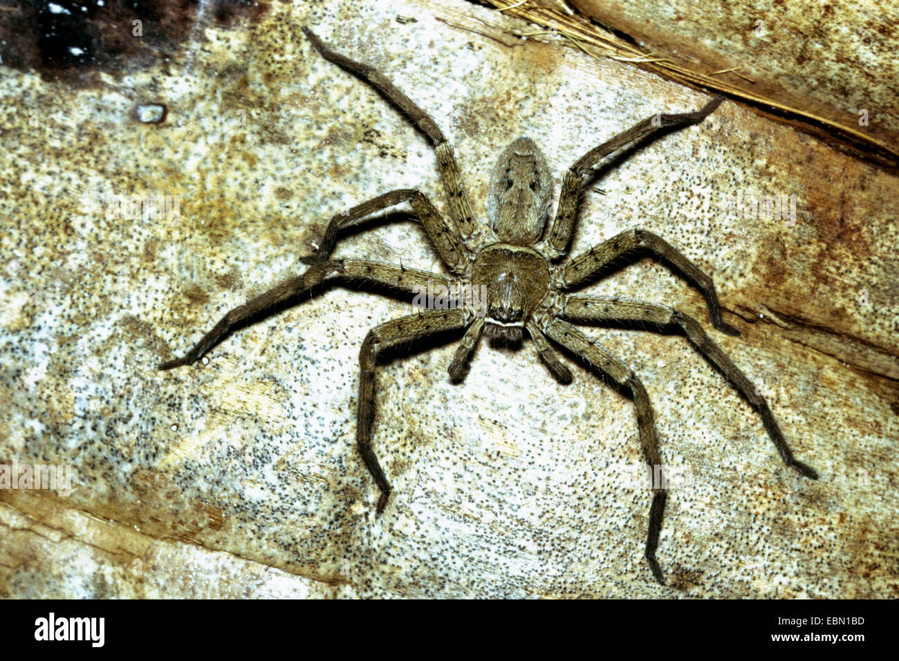 Huntsman spider hi-res stock photography and images - Alamy