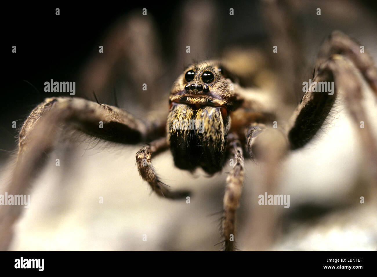 False tarantula (Hogna radiata, Lycosa radiata, Tarentula balearica ...