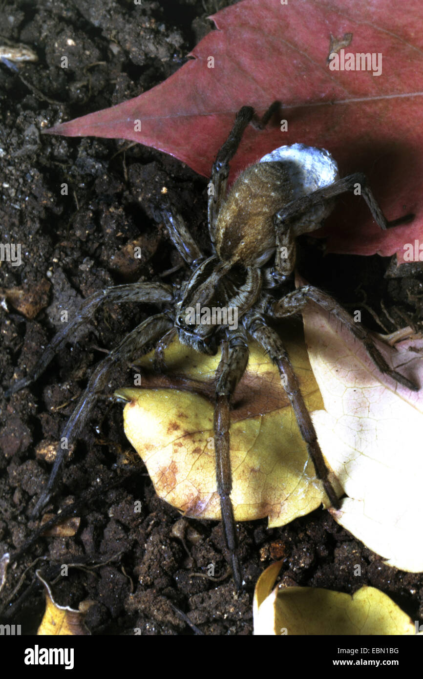 False tarantula (Hogna radiata, Lycosa radiata, Tarentula balearica ...