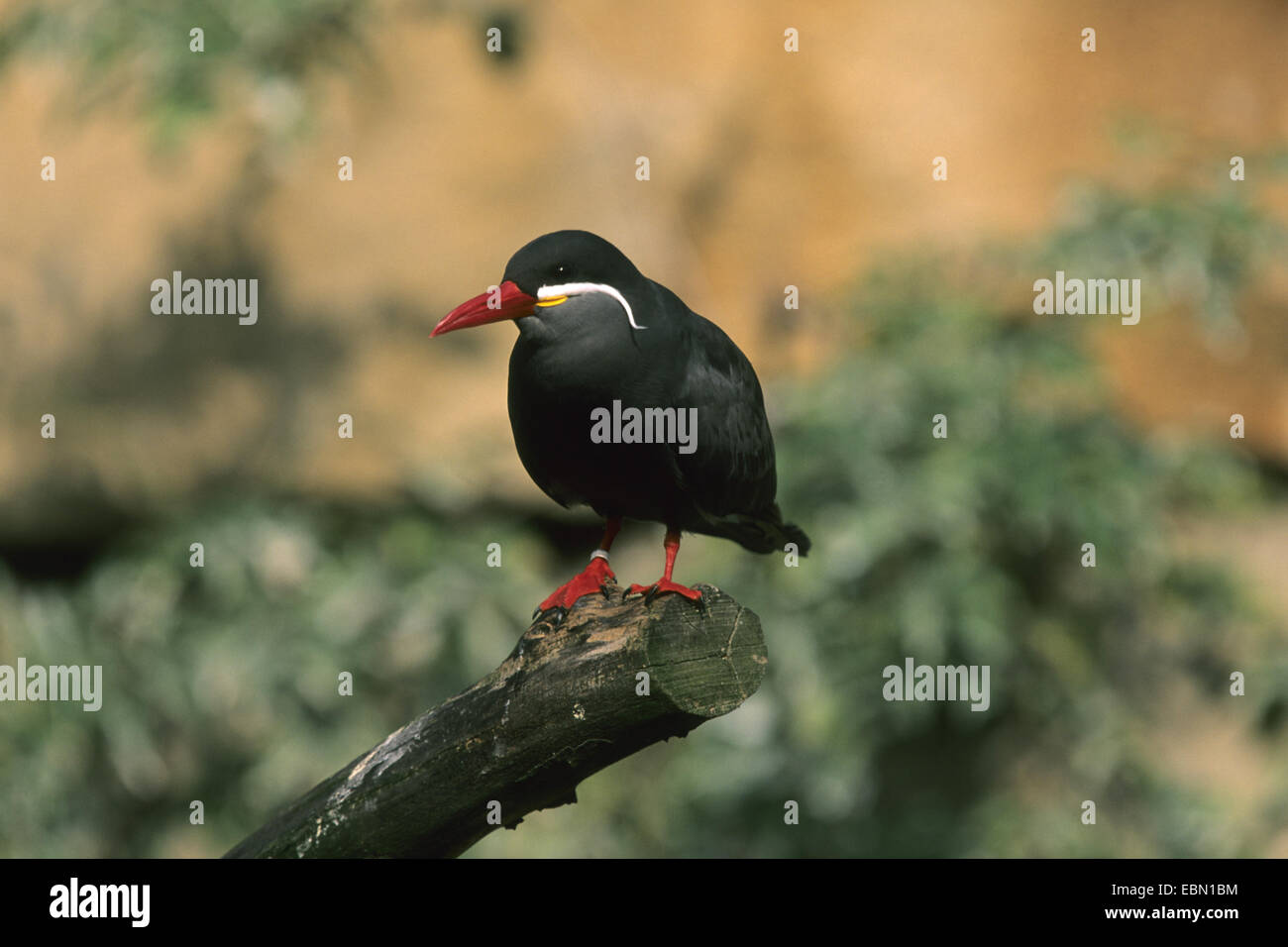 inca tern (Larosterna inca), on a branch Stock Photo - Alamy