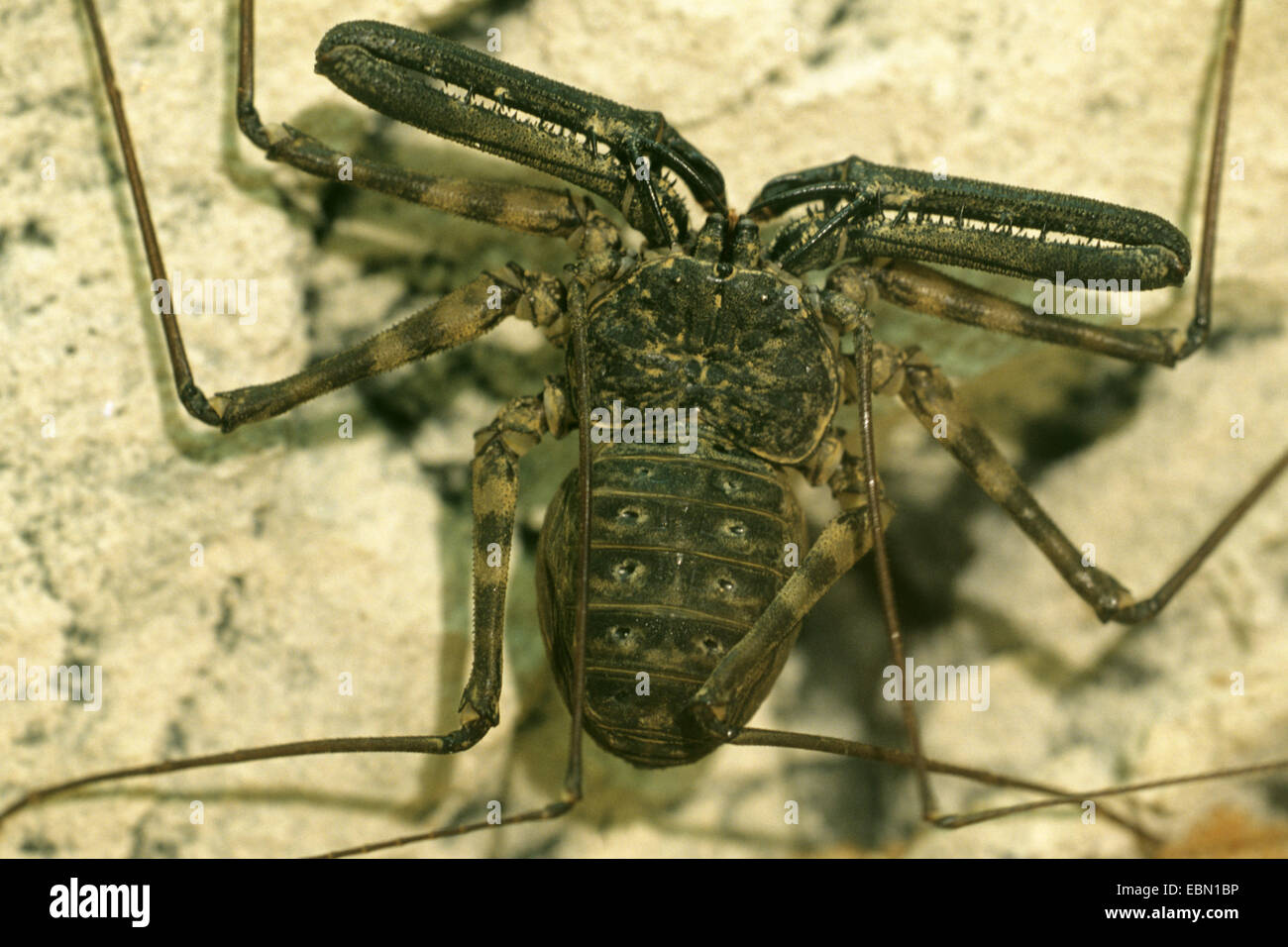 Tailless whipscorpion (Damon diadema), close-up view Stock Photo - Alamy