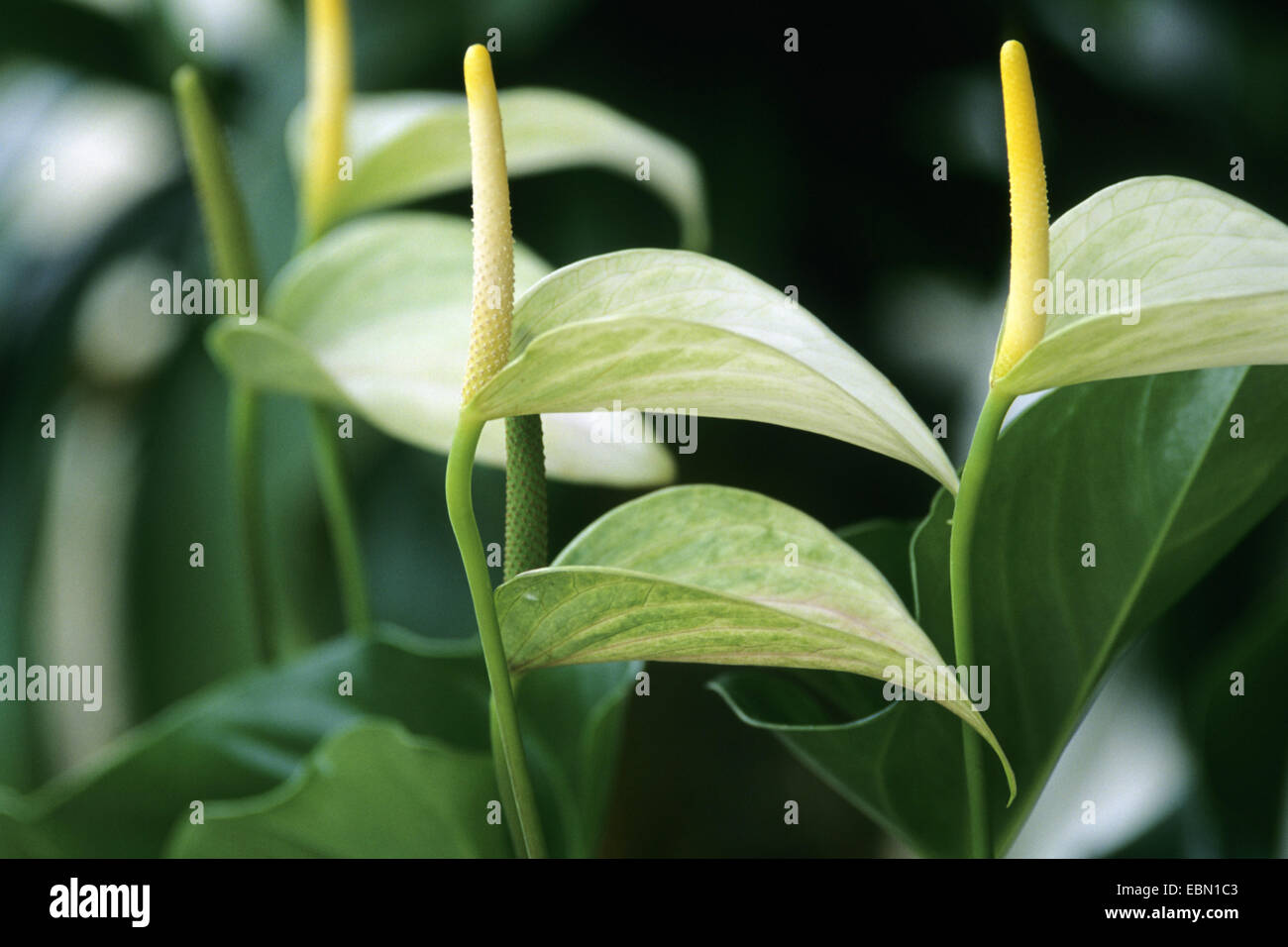 flamingo plant (Anthurium 'Princess Alexia Pearl', Anthurium Princess ...