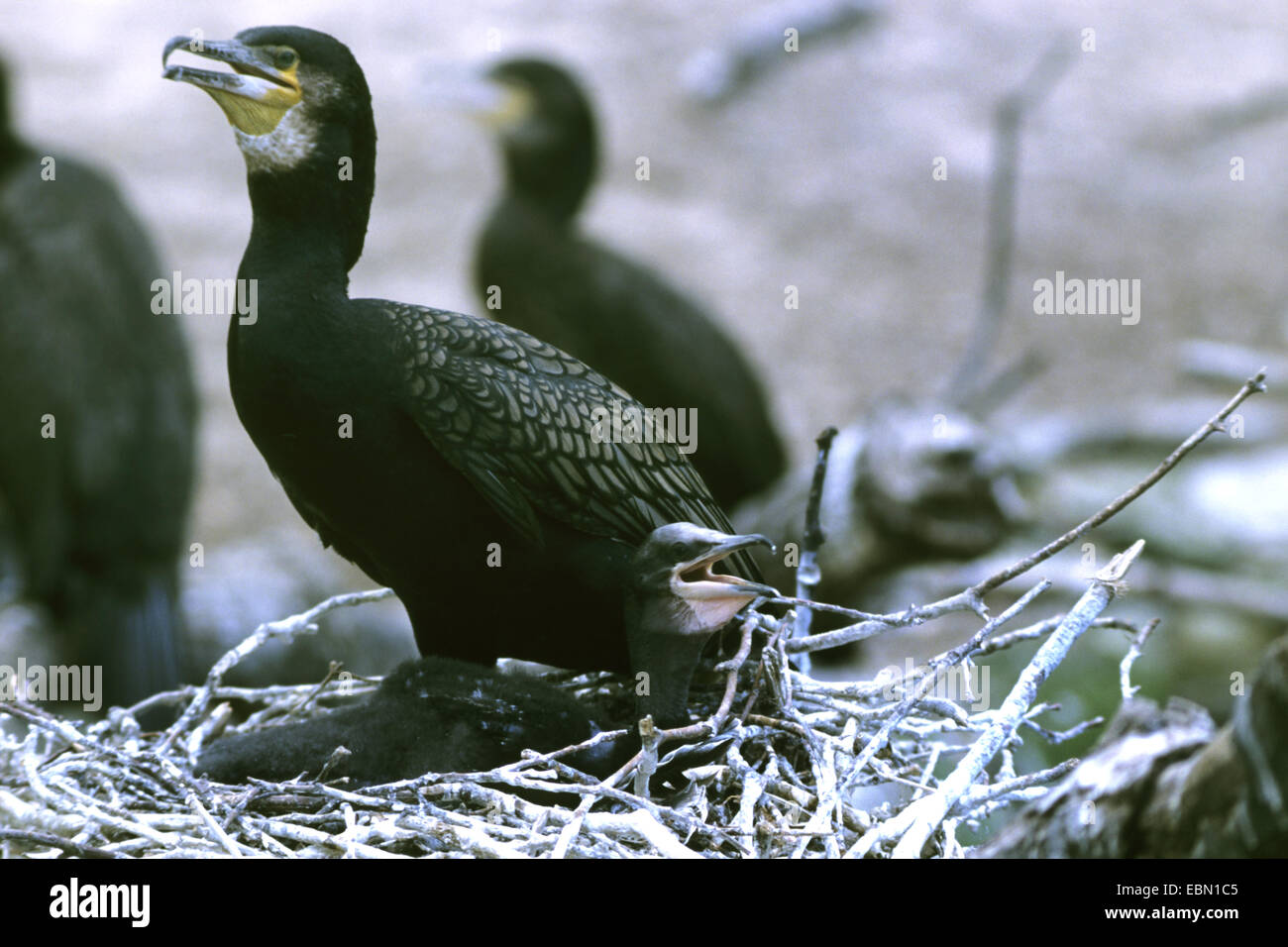 great cormorant (Phalacrocorax carbo), with fledgling in the nest ...