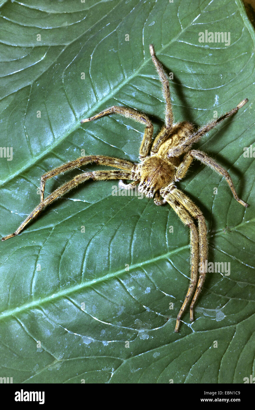 Panama spiders hi-res stock photography and images - Alamy
