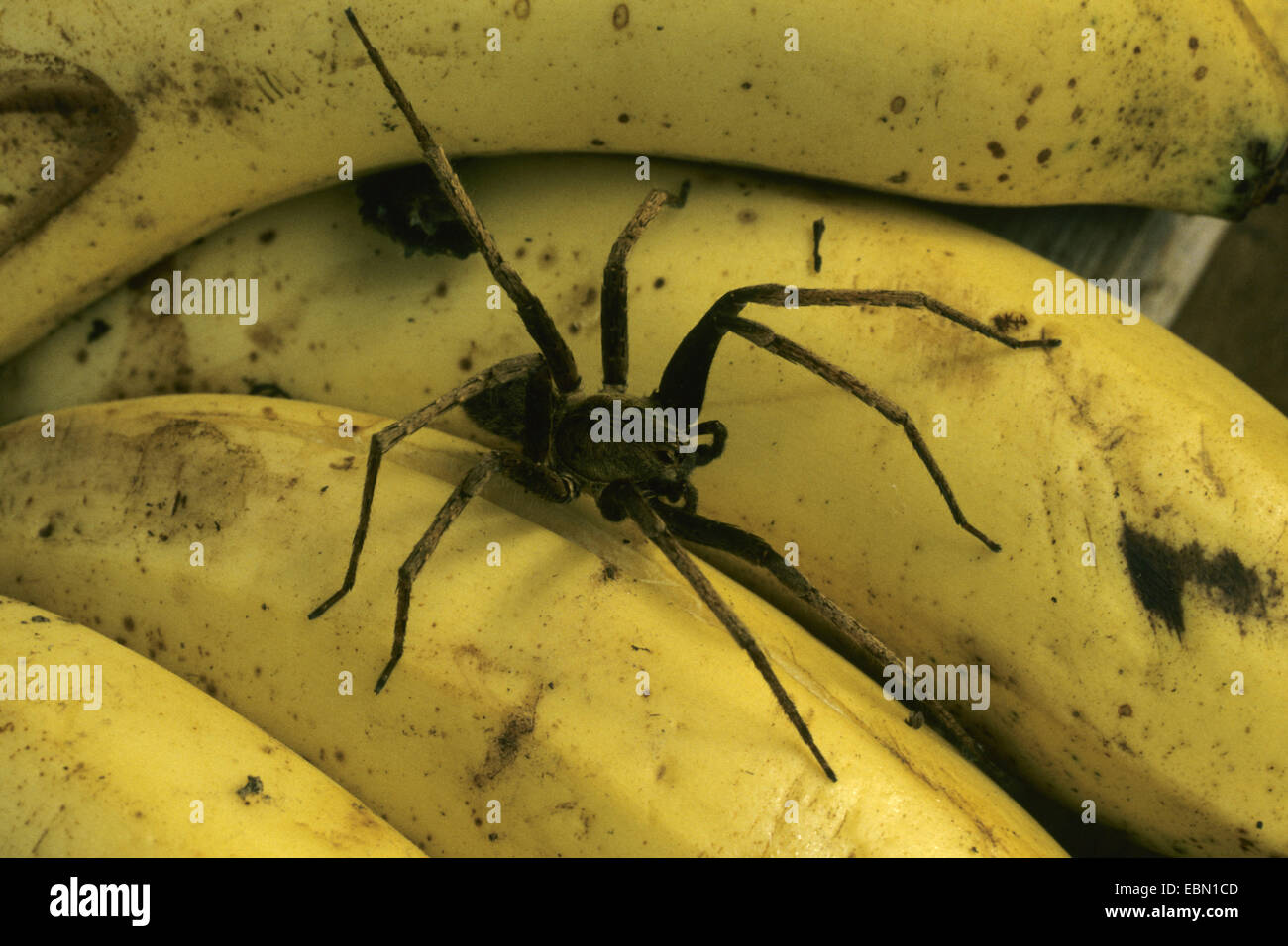 Banana spiders hi-res stock photography and images - Alamy