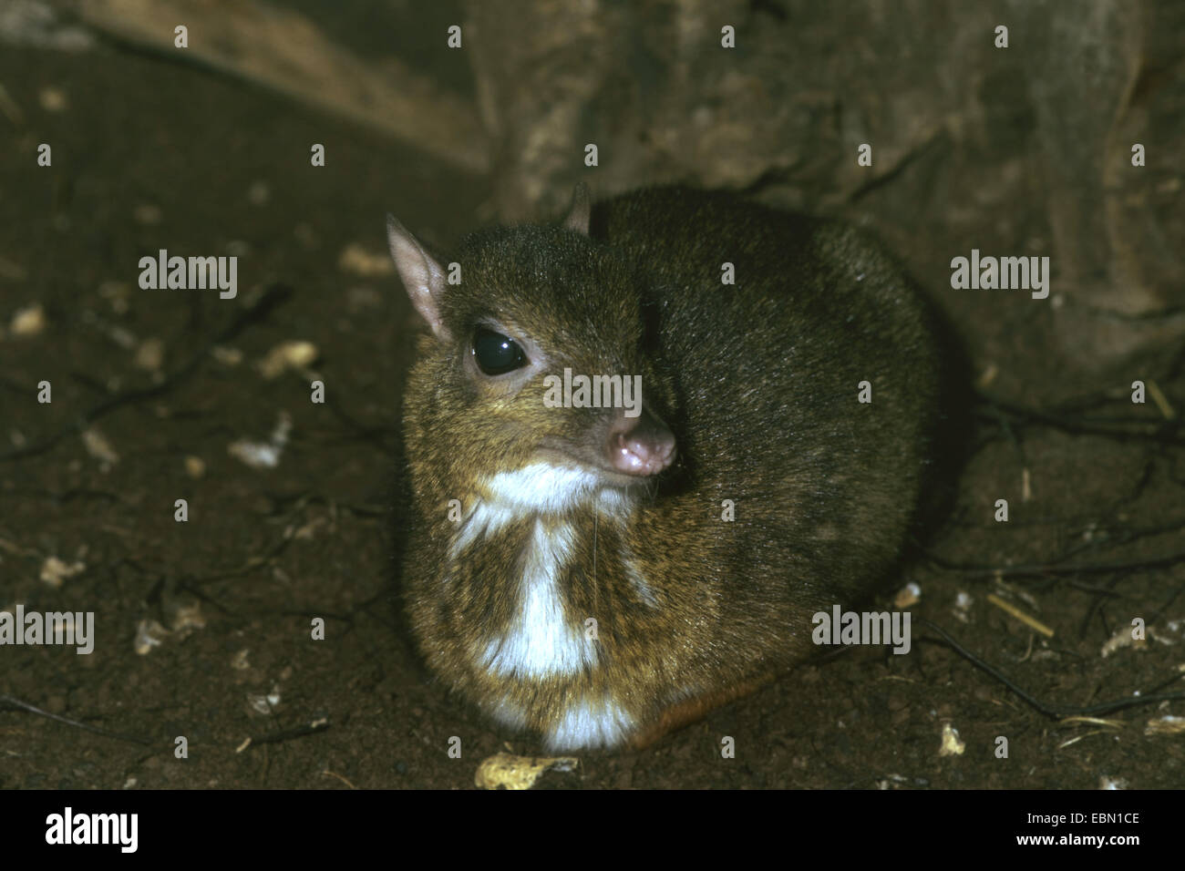 lesser Malay chevrotain, lesser mouse deer (Tragulus javanicus), lying ...