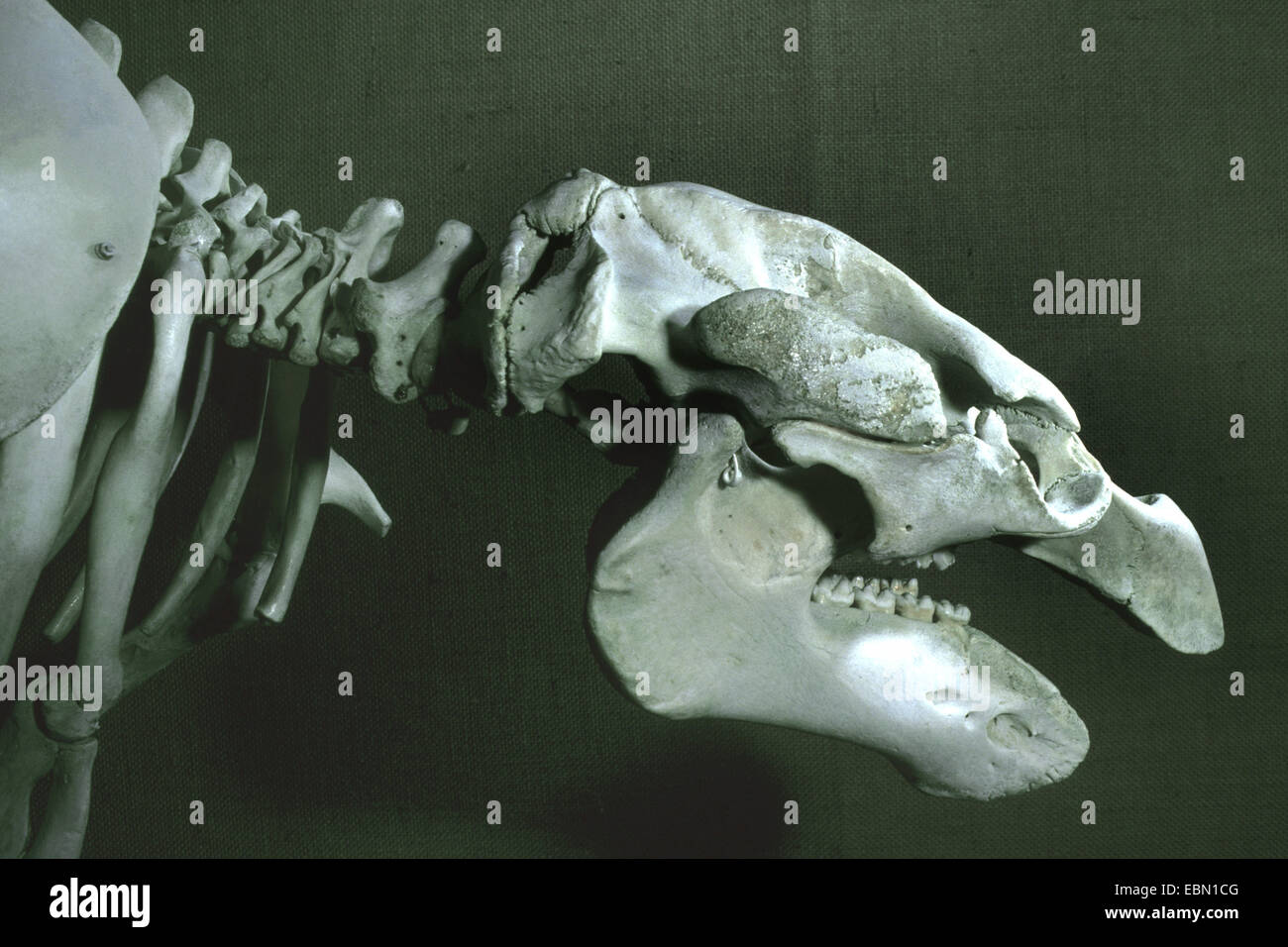 Manatee skull hi-res stock photography and images - Alamy