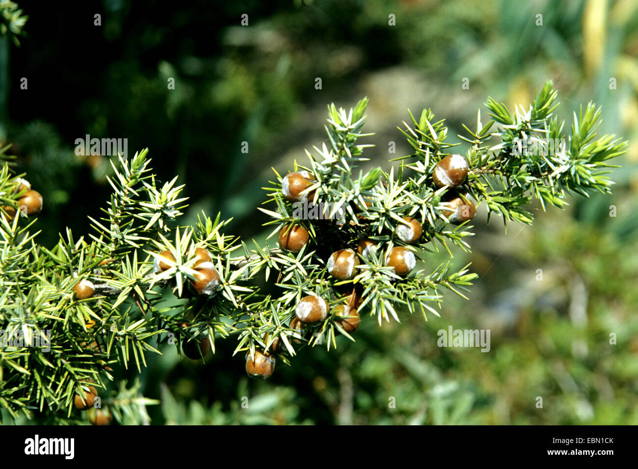 Phoenician juniper (Juniperus phoenicea), branch with berries Stock ...