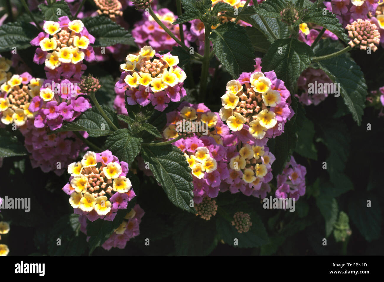 lantana (Lantana camara 'Feston Rose', Lantana camara Feston Rose ...