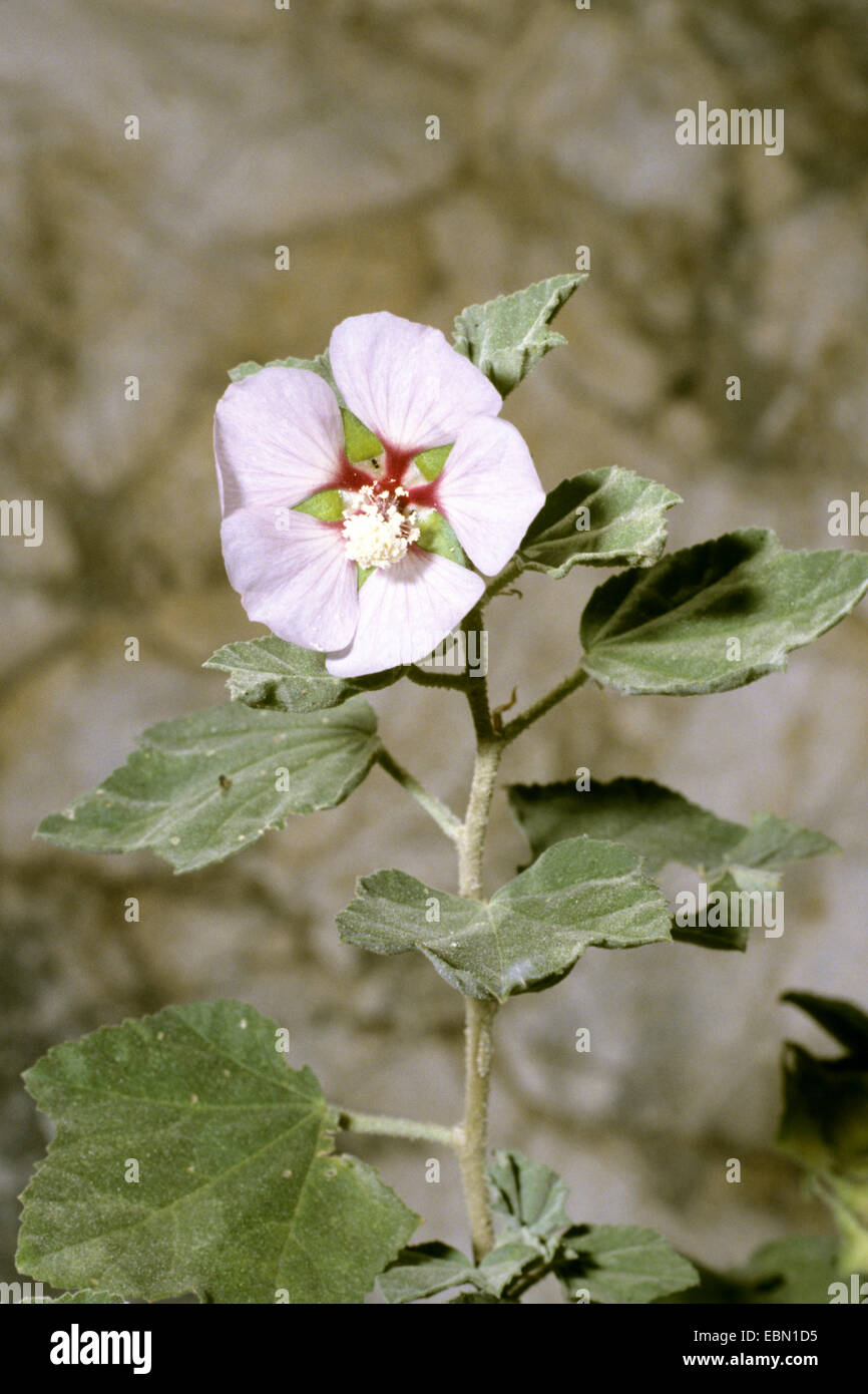 mallow (Lavatera maritima), flower Stock Photo - Alamy