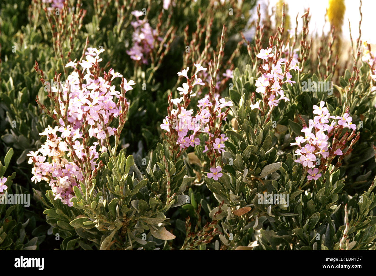 Limoniastrum monopetalum (Limoniastrum monopetalum, Limonium ...