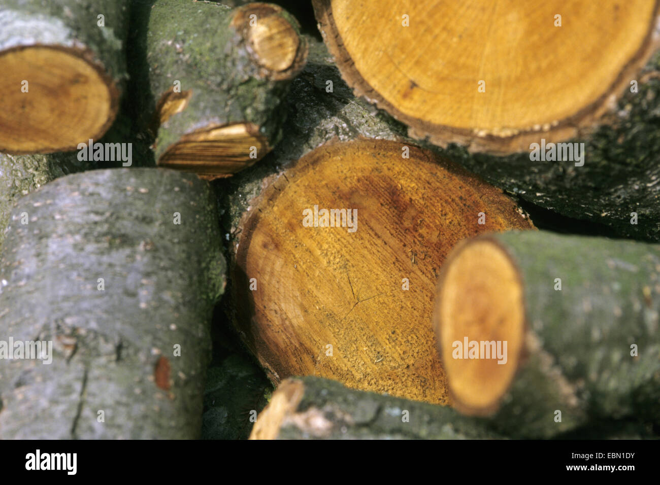 common alder, black alder, European alder (Alnus glutinosa), timber ...