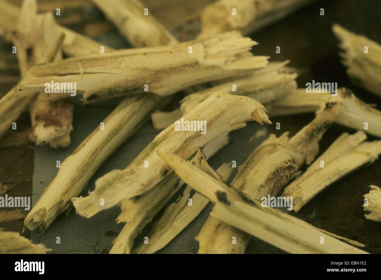 Soap bark tree hi-res stock photography and images - Alamy