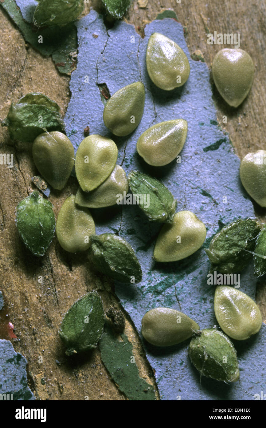 burning nettle, small nettle, lesser nettle (Urtica urens), fruits and ...
