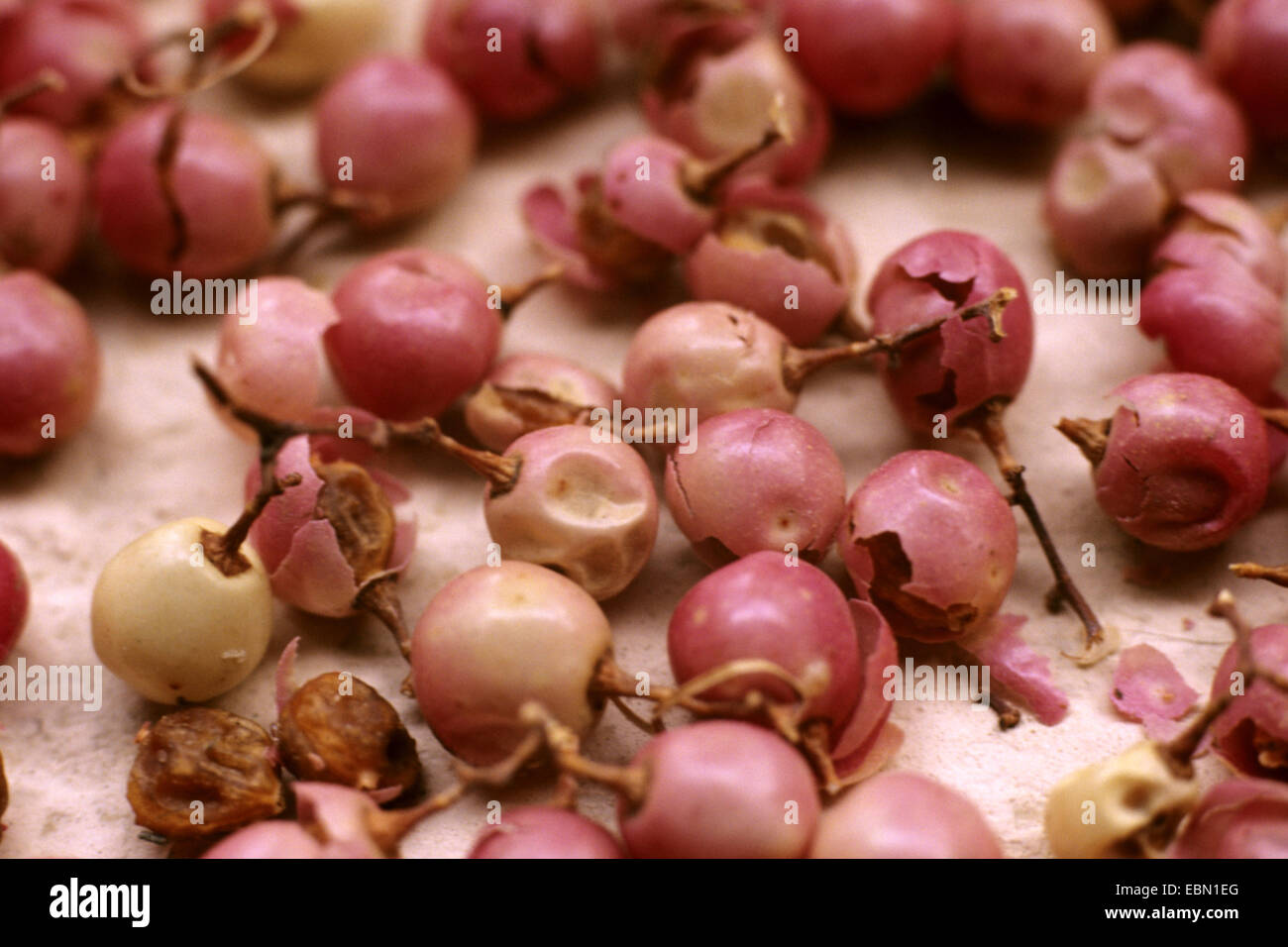 California pepper tree (Schinus molle var. molle, Schinus molle ...