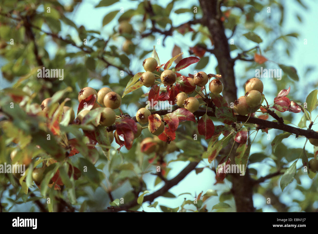 almond-leaved pear (Pyrus amygdaliformis Stock Photo - Alamy