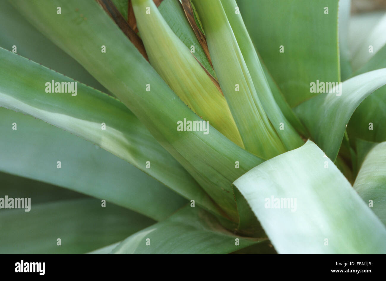 Blue agave, Tequila agave, Mezcal, Maguey, Weber Blue Agave, Agave Azul ...
