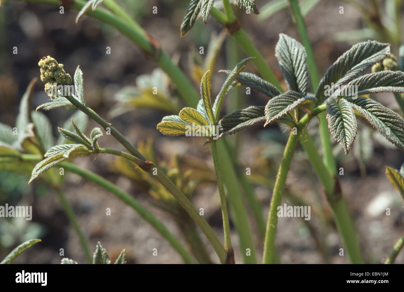 Rodgersia aesculifolia hi-res stock photography and images - Alamy