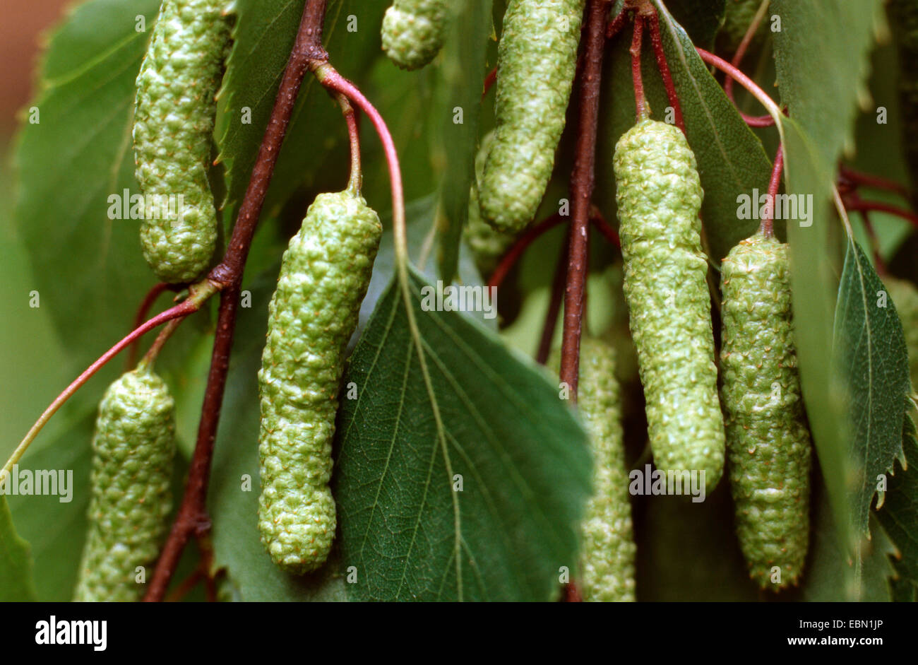 common birch, silver birch, European white birch, white birch (Betula ...