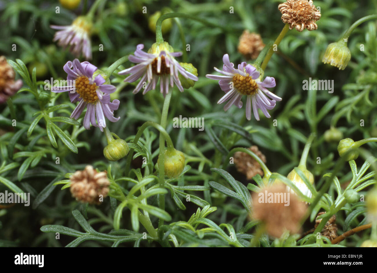Cutleaf Daisy Leaves