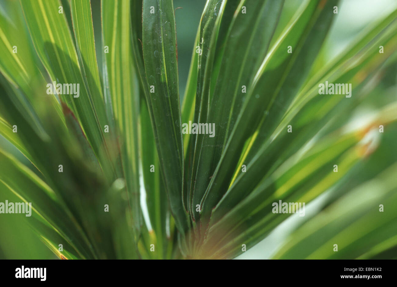 Saw palmetto palm tree hi-res stock photography and images - Alamy