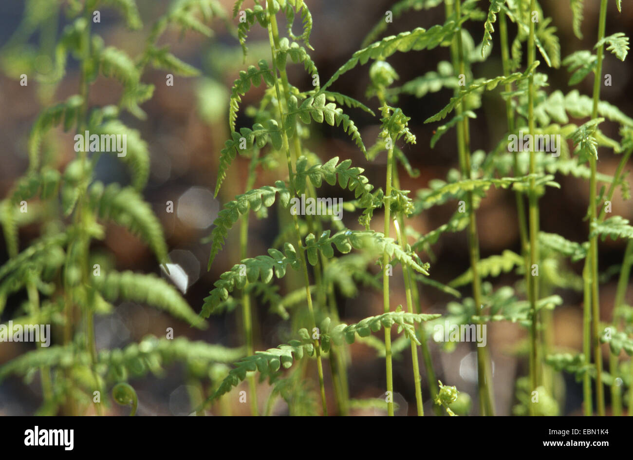 marsh fern (Thelypteris palustris), fronds, Germany Stock Photo - Alamy