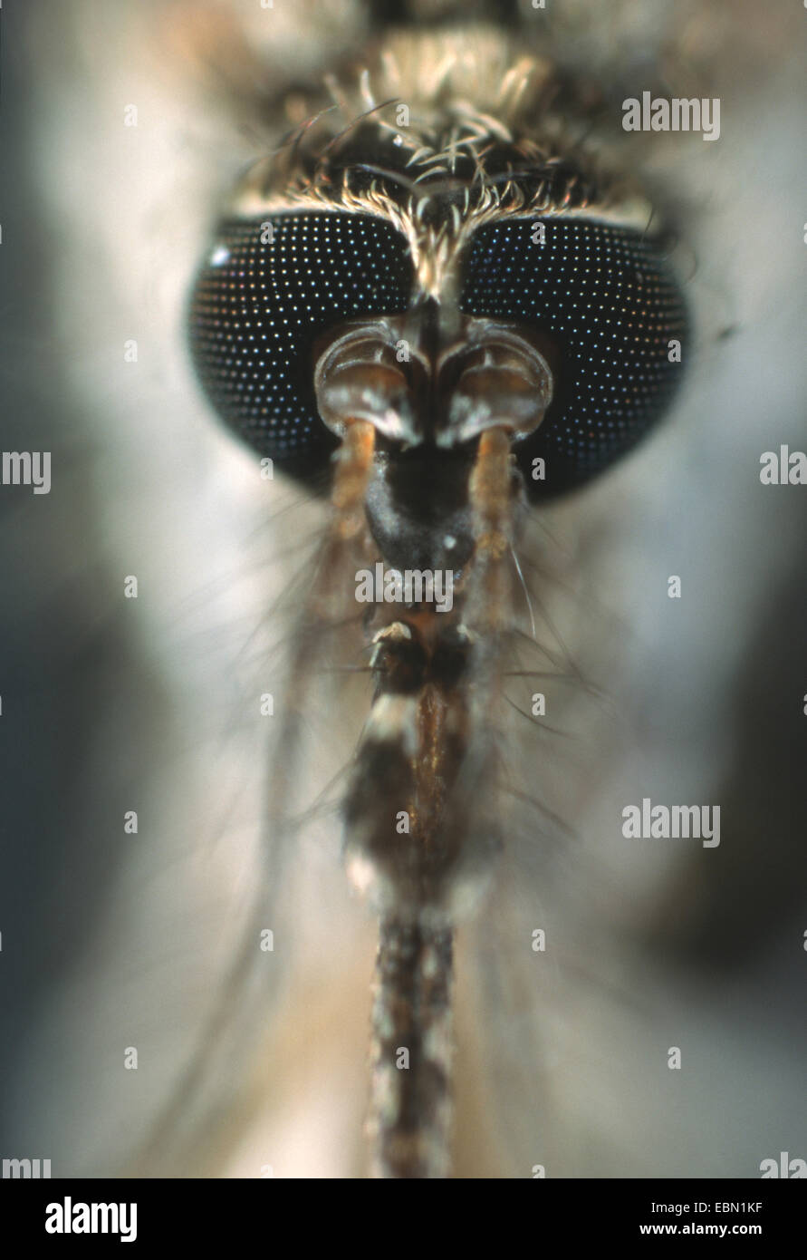Aedes (Aedes spec.), portrait Stock Photo - Alamy
