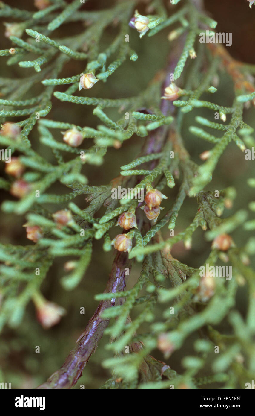 Microbiota decussata hi-res stock photography and images - Alamy