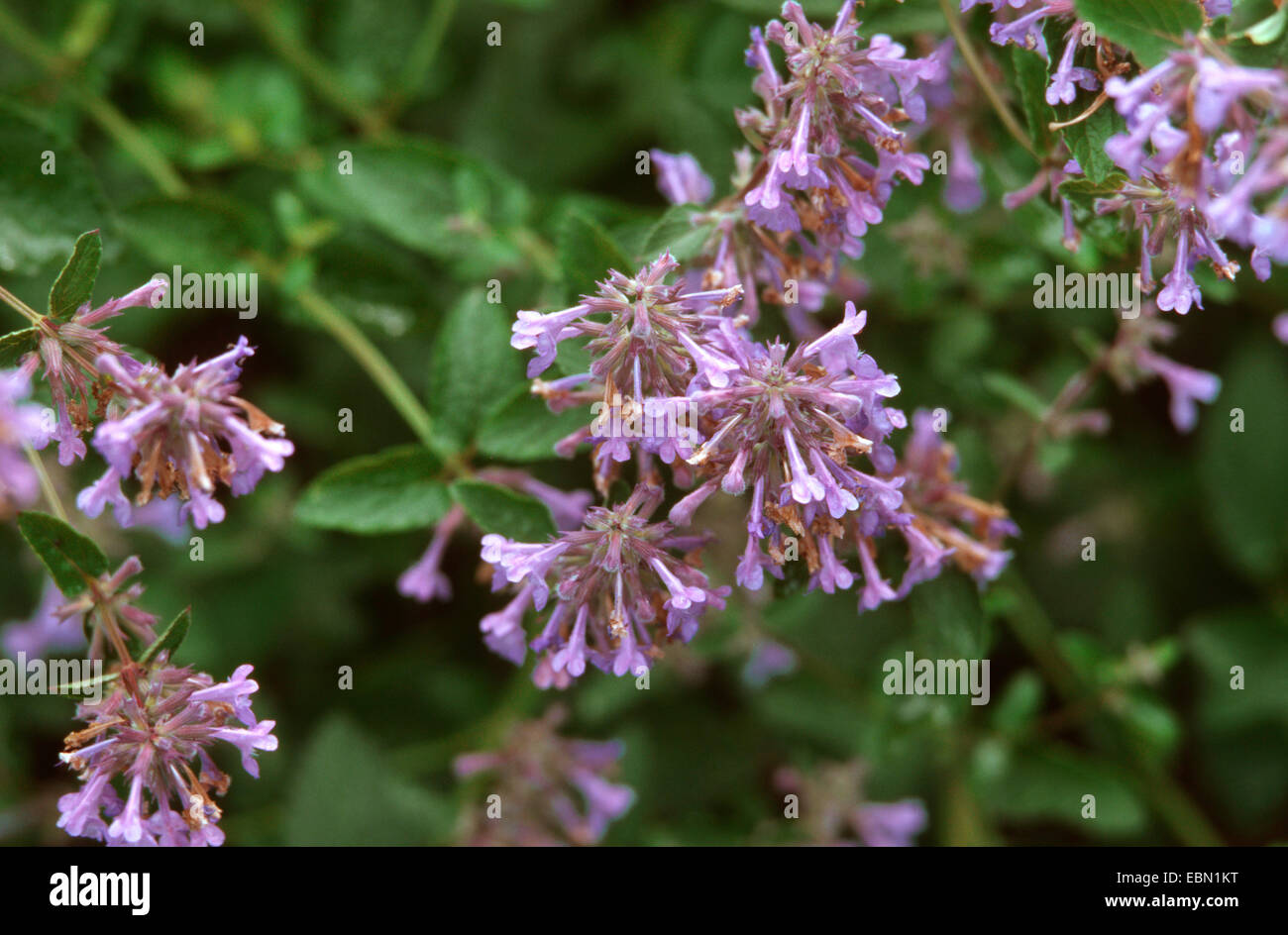 catnip, catmint (Nepeta cataria), blooming, Germany Stock Photo - Alamy