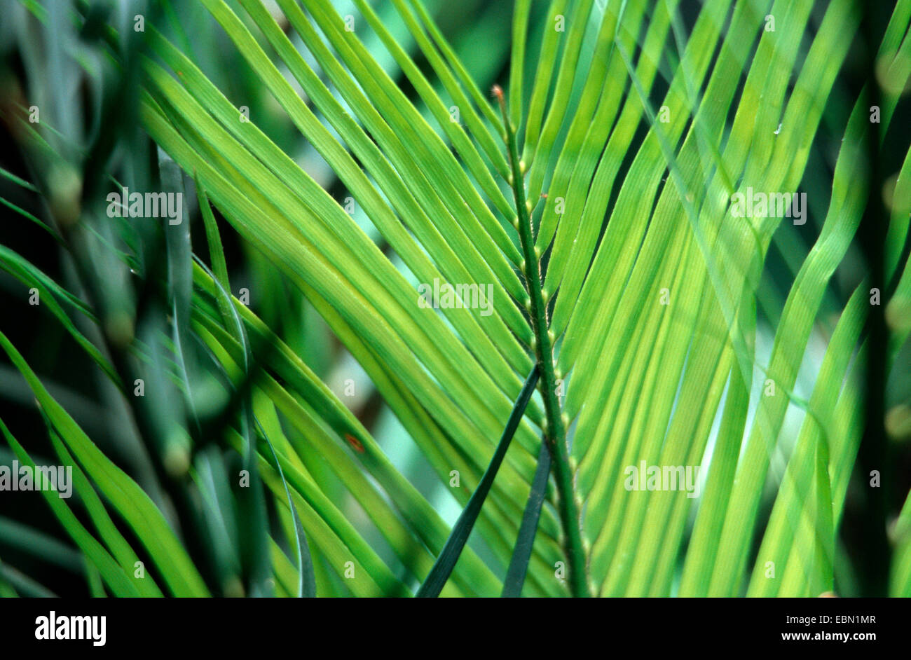 Cycad (Macrozamia communis), leaf in backlight Stock Photo - Alamy