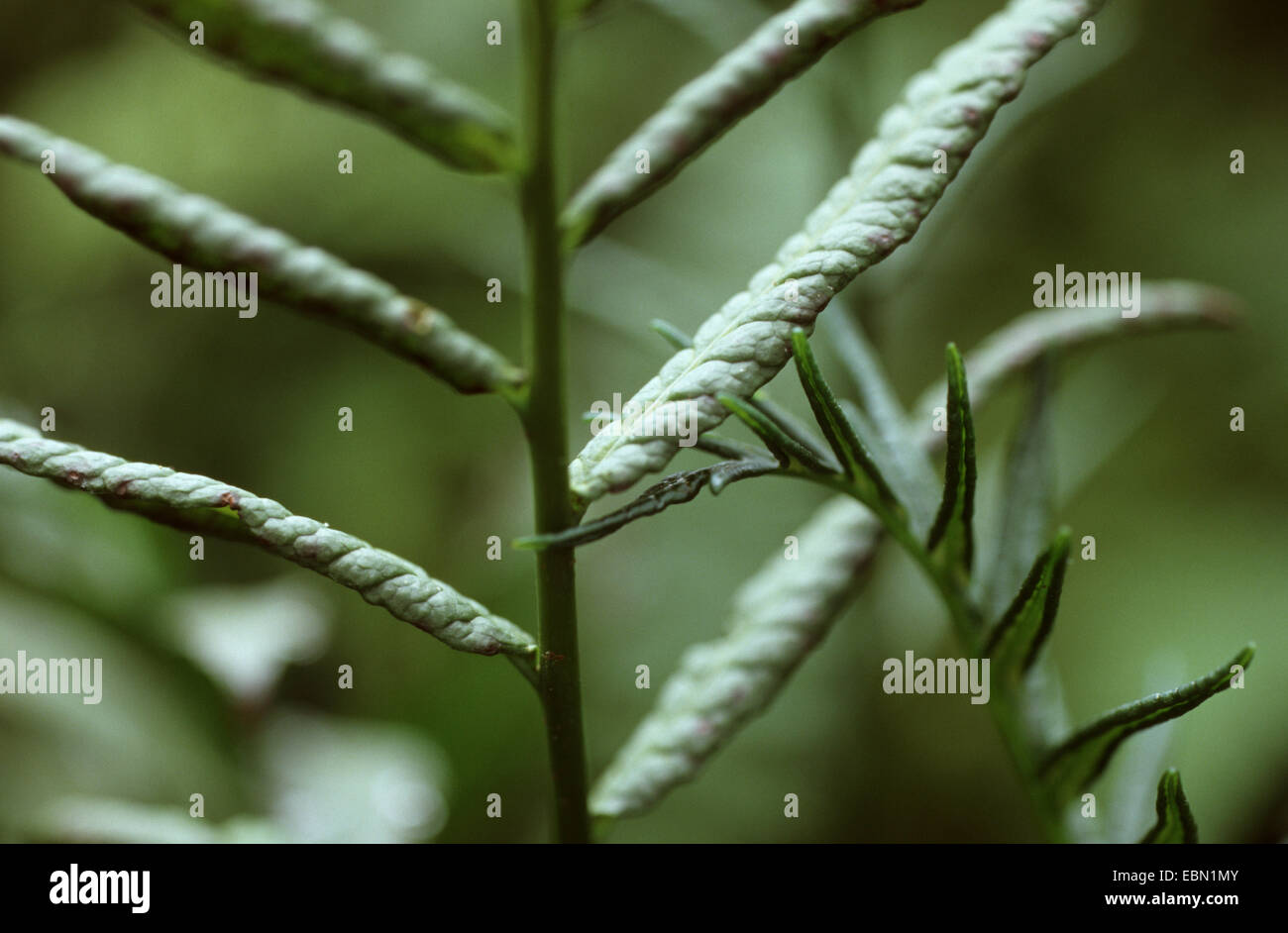 Bolbitis heudelotii hi-res stock photography and images - Alamy