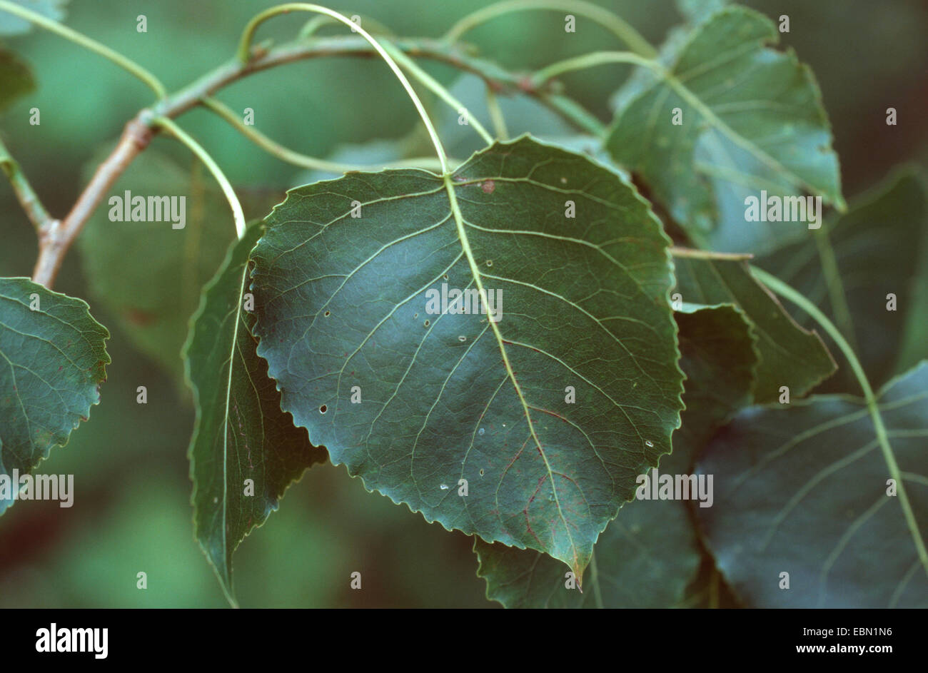 Canadian Poplar (Populus x canadensis), leaves at a branch Stock Photo ...