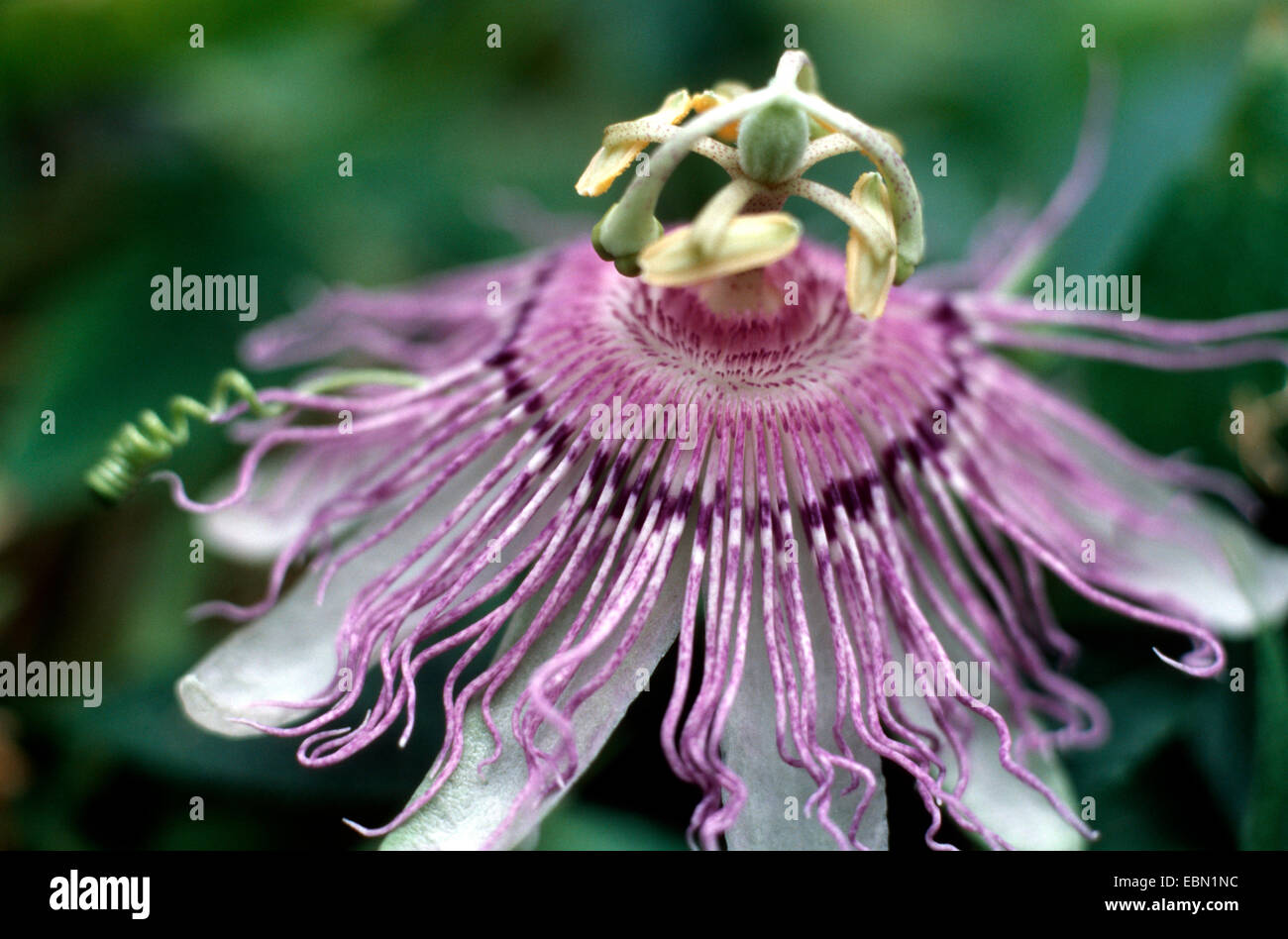 May Apple, May Pop (Passiflora incarnata), flower Stock Photo - Alamy
