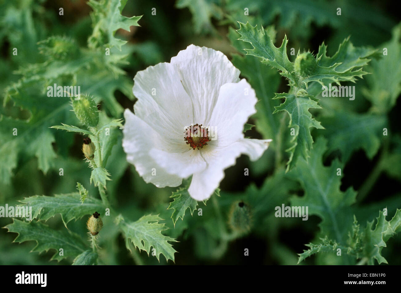 Argemone platyceras hi-res stock photography and images - Alamy
