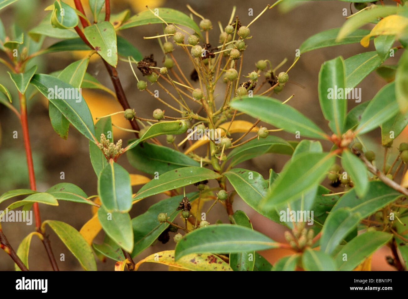 Kalmia Latifolia Leaves