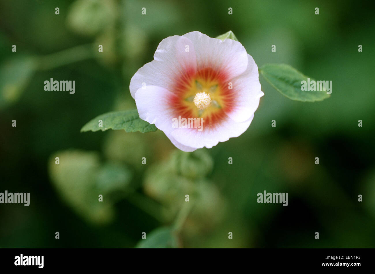 holly hock, hollyhock (Alcea rosea, Althaea rosea), flower Stock Photo ...