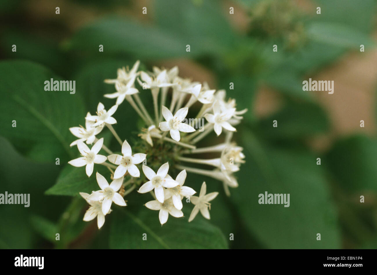 Egyptian Star Cluster, Star Cluster (Pentas lanceolata), blooming Stock ...