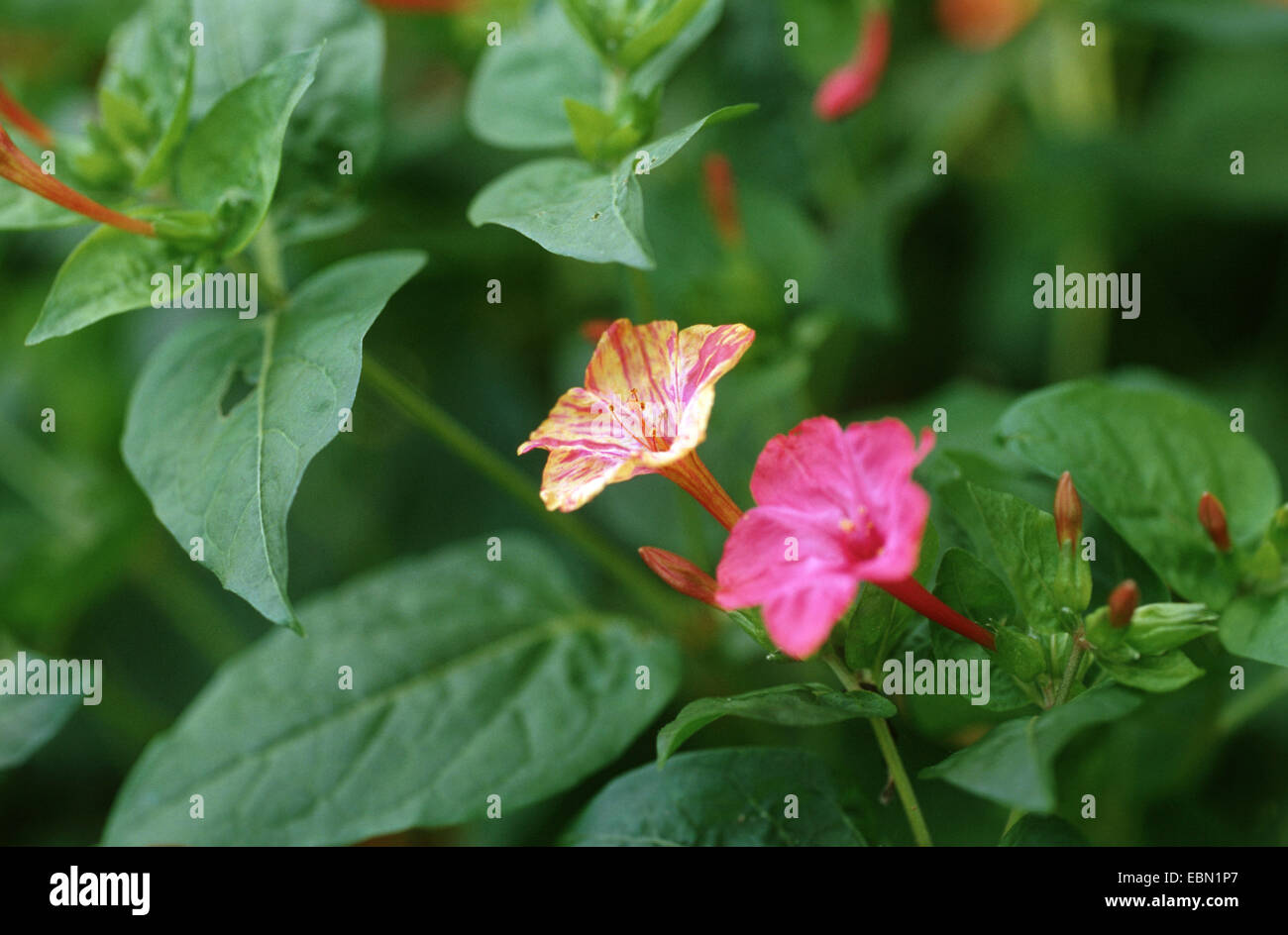 Mirabilis jalapa hi-res stock photography and images - Alamy